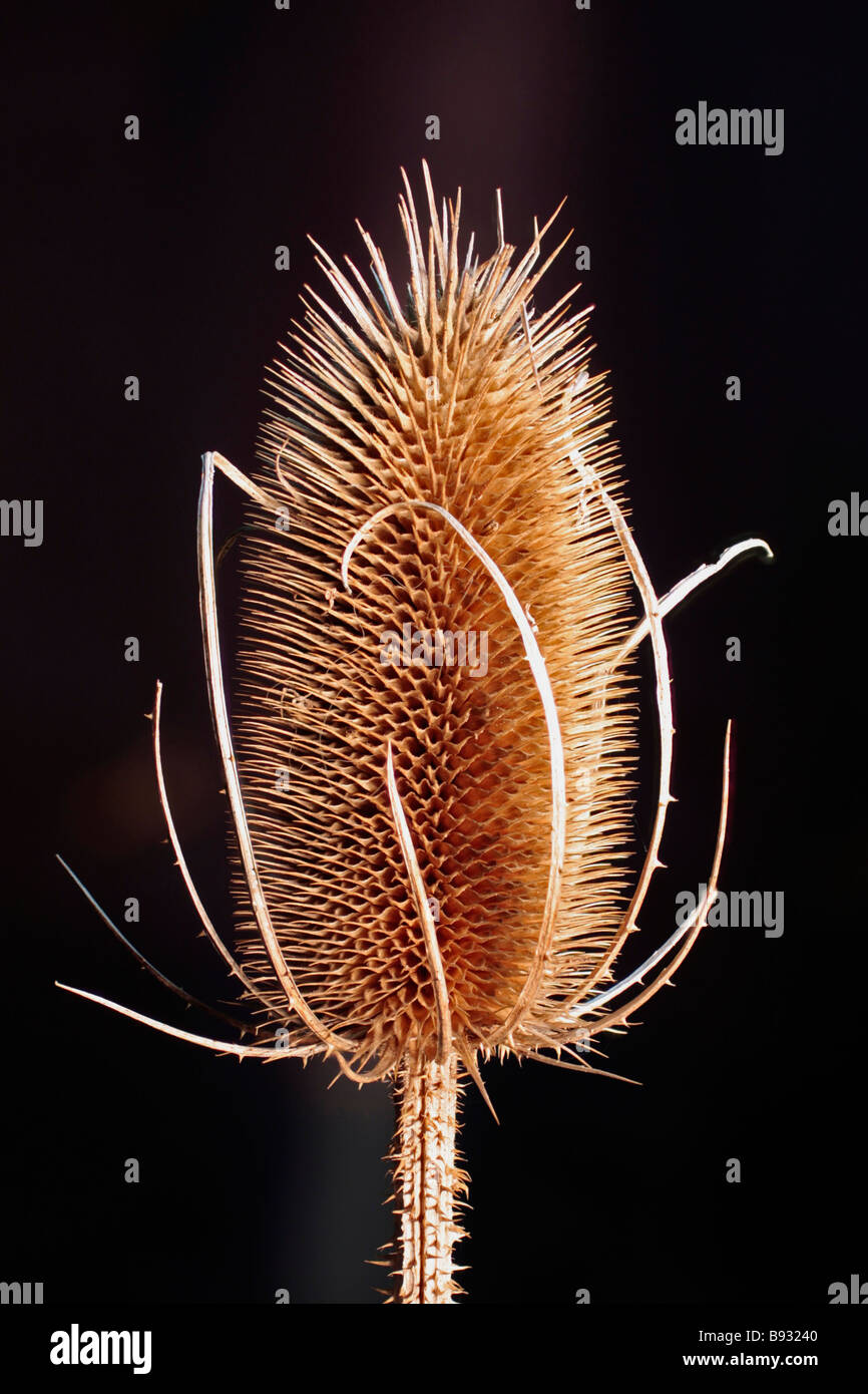 Thistle seed hi-res stock photography and images - Alamy