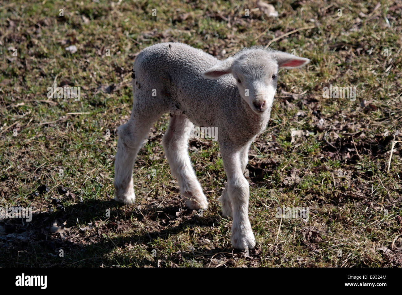 Early Spring Lamb Stock Photo - Alamy