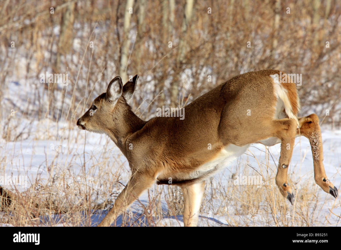 Whitetail Deer in Winter Stock Photo - Alamy