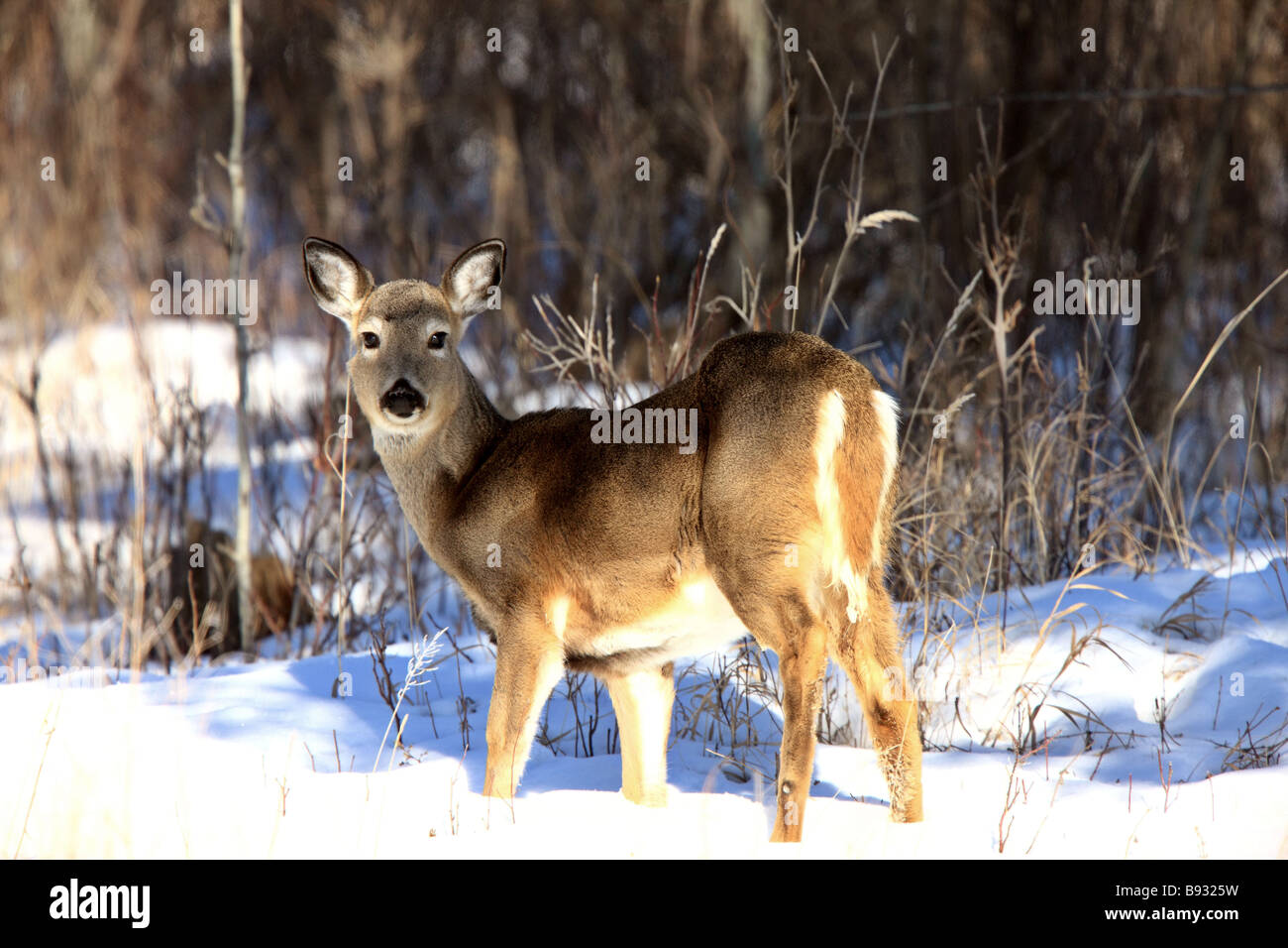 Whitetail Deer in Winter Stock Photo - Alamy