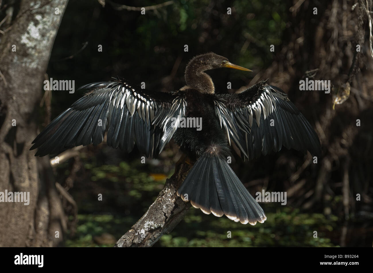 An Anhinga bird dries its' wing in the sun after exiting the water ...