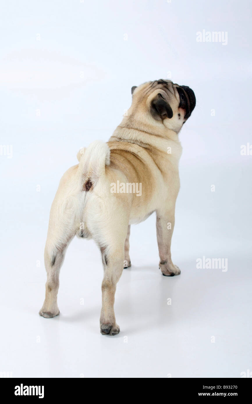 Can A Aidi And A Pug Be Friends