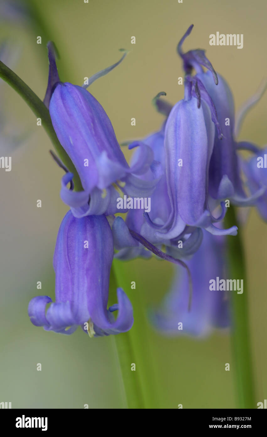 Bluebell woodland garden flower hi-res stock photography and images - Alamy