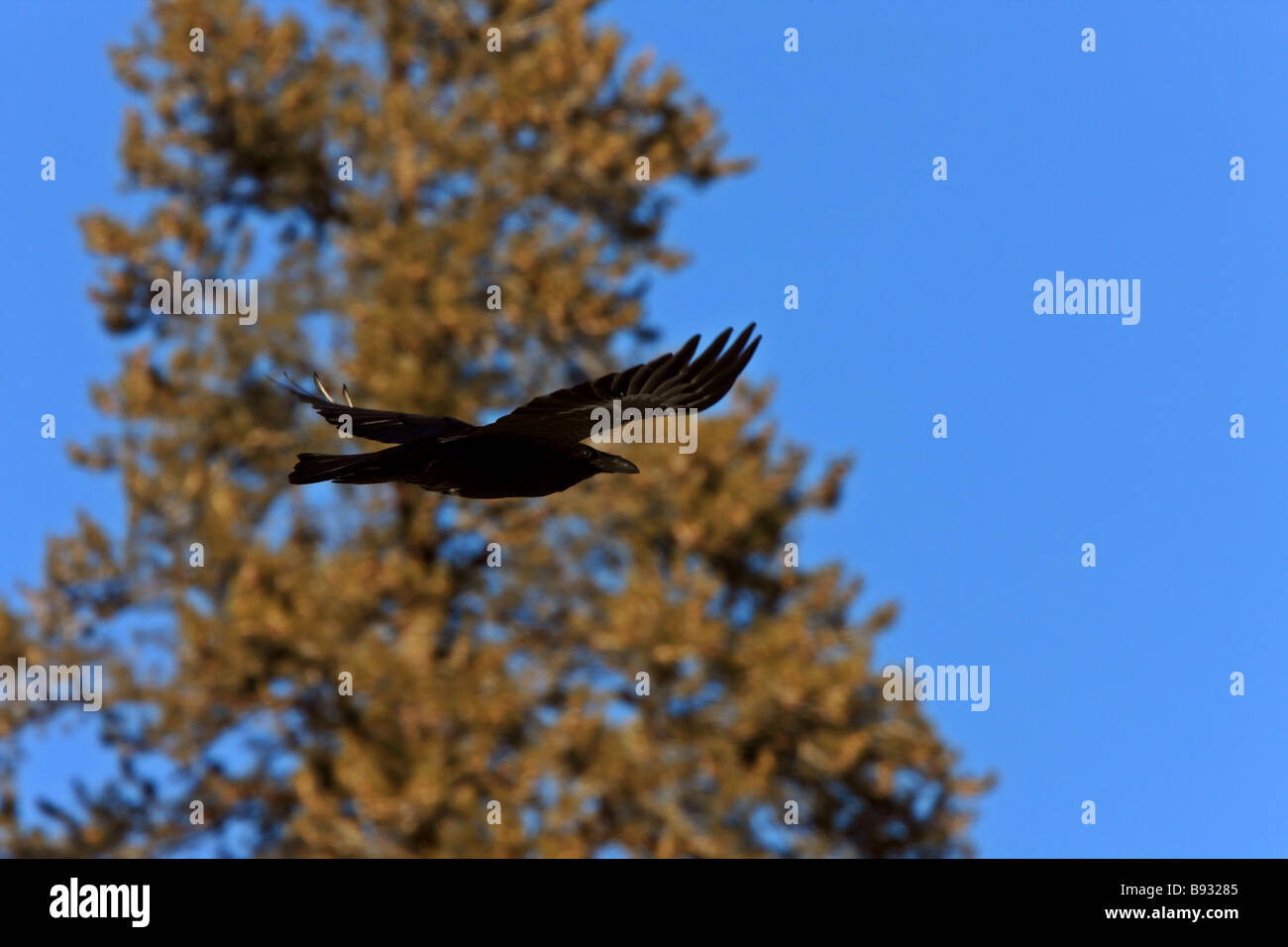 Raven in Flight Stock Photo - Alamy