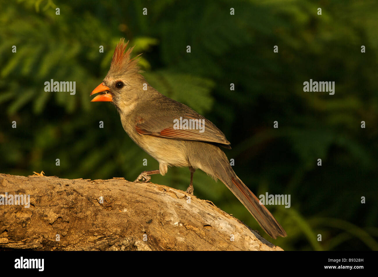 Female Northern Cardinal Feeding Stock Photo - Alamy