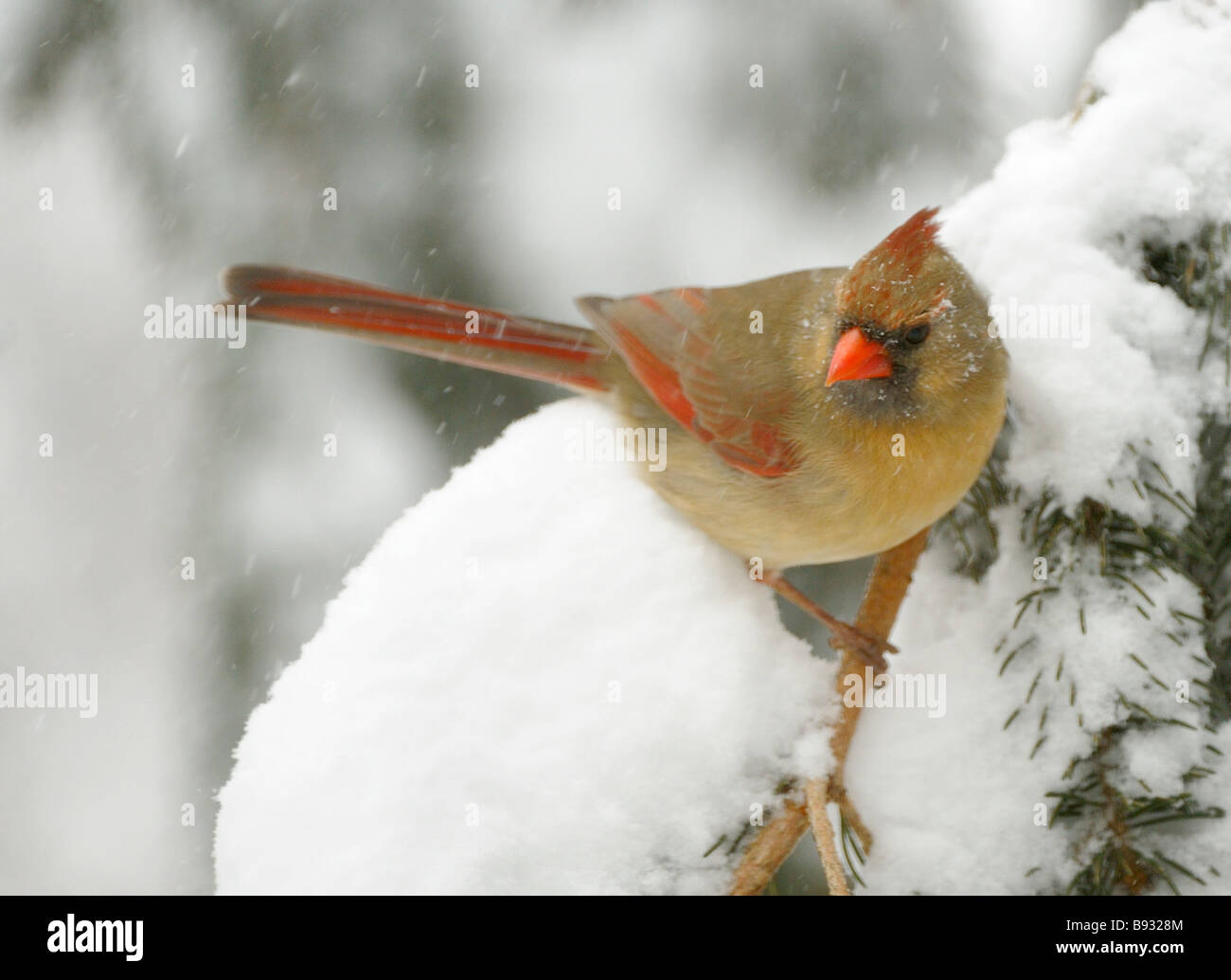 Female Northern Cardinal Perched in a Snow Storm Stock Photo - Alamy