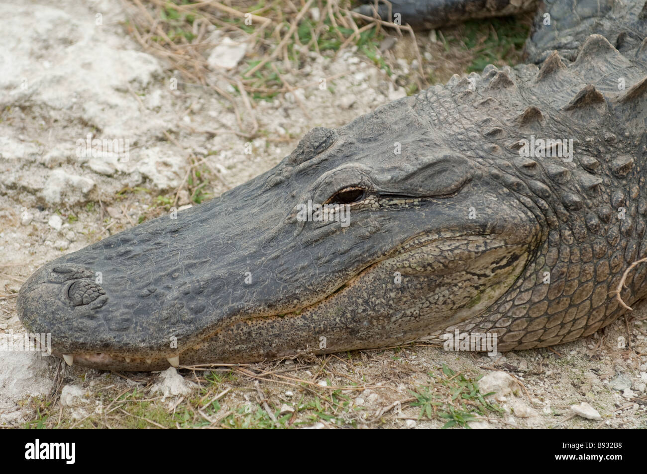 Close up of an American Alligator' head at rest Stock Photo - Alamy