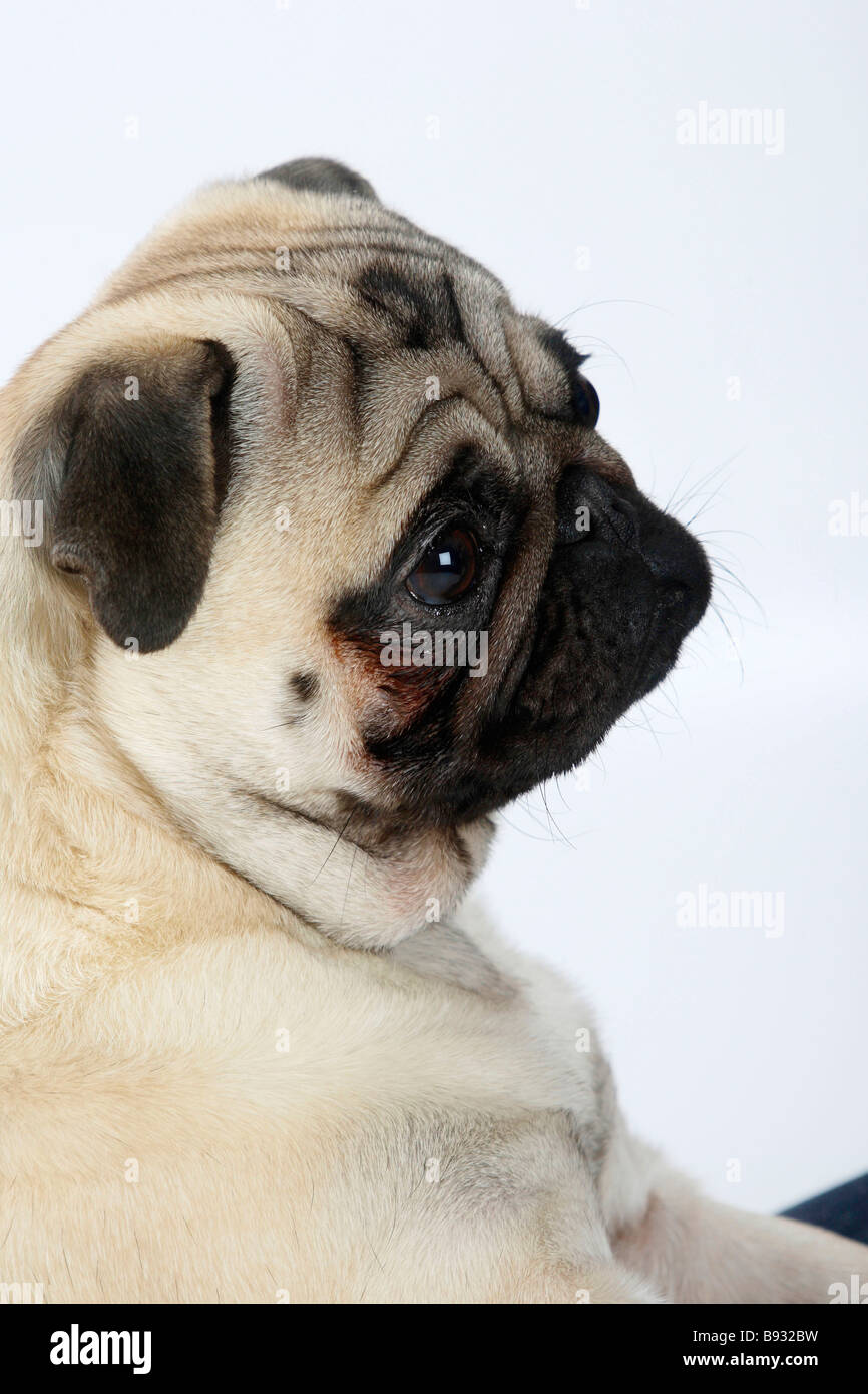 Male pug hi-res stock photography and images - Alamy