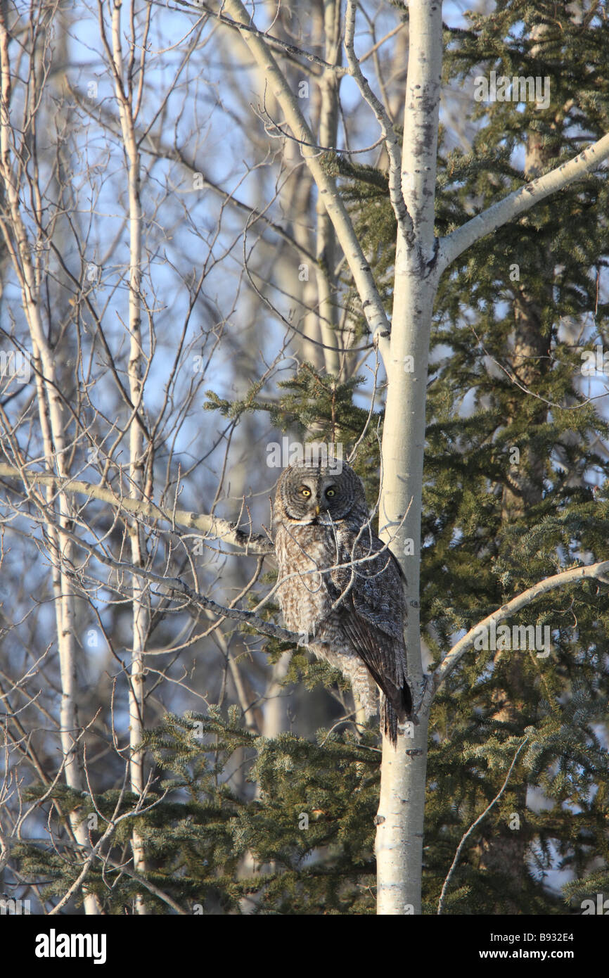 Great Grey Owl in Tree Canada Stock Photo - Alamy