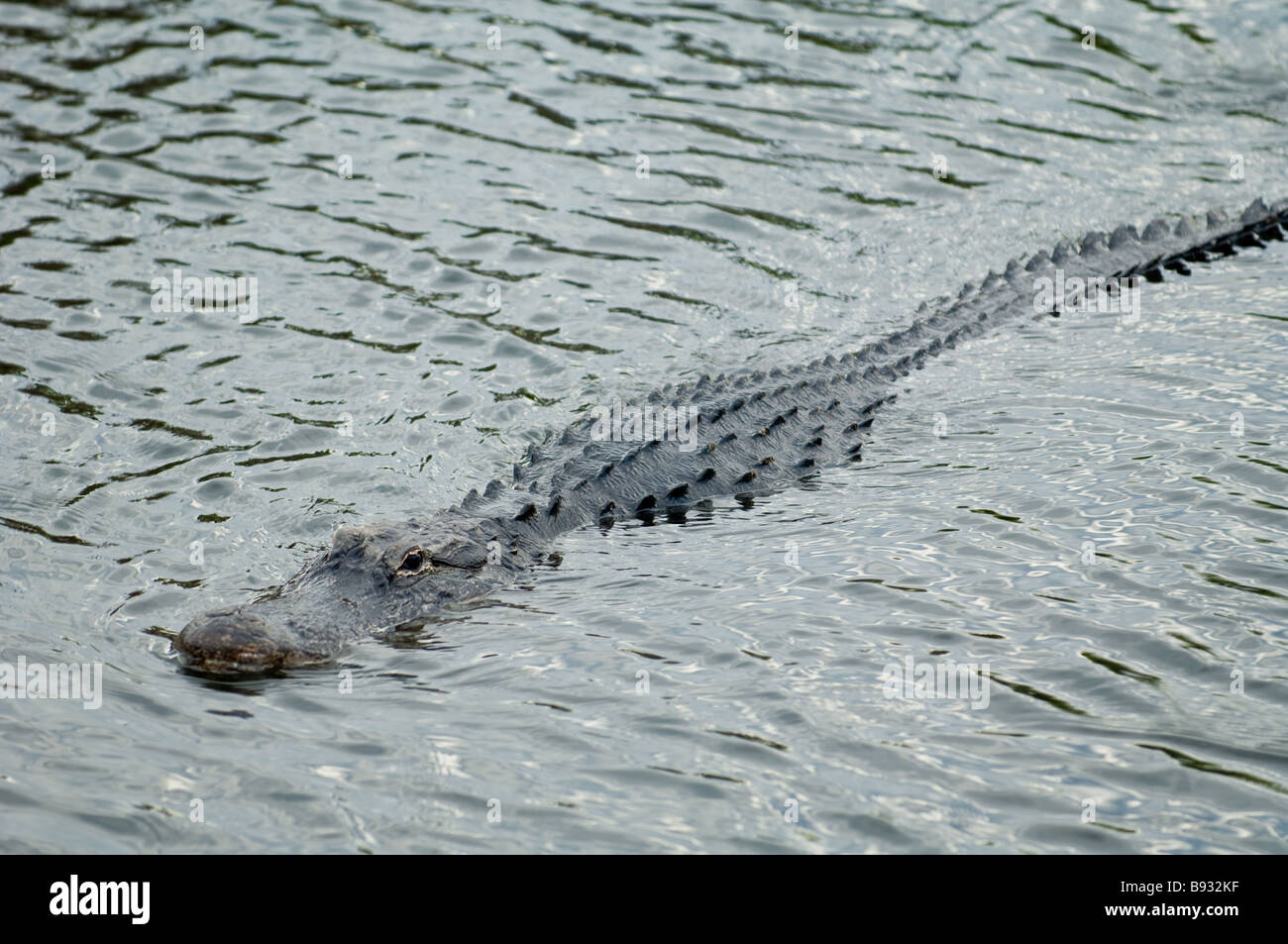 Alligator hi-res stock photography and images - Alamy