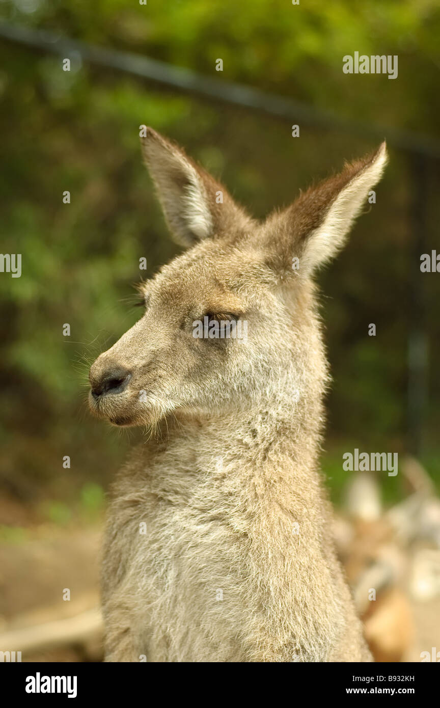 Australia's landmark, a young cute wild kangaroo posing in profile ...