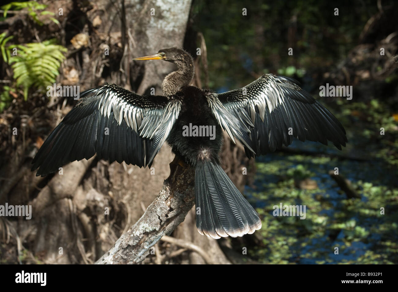 An Anhinga bird dries its' wing in the sun after exiting the water ...
