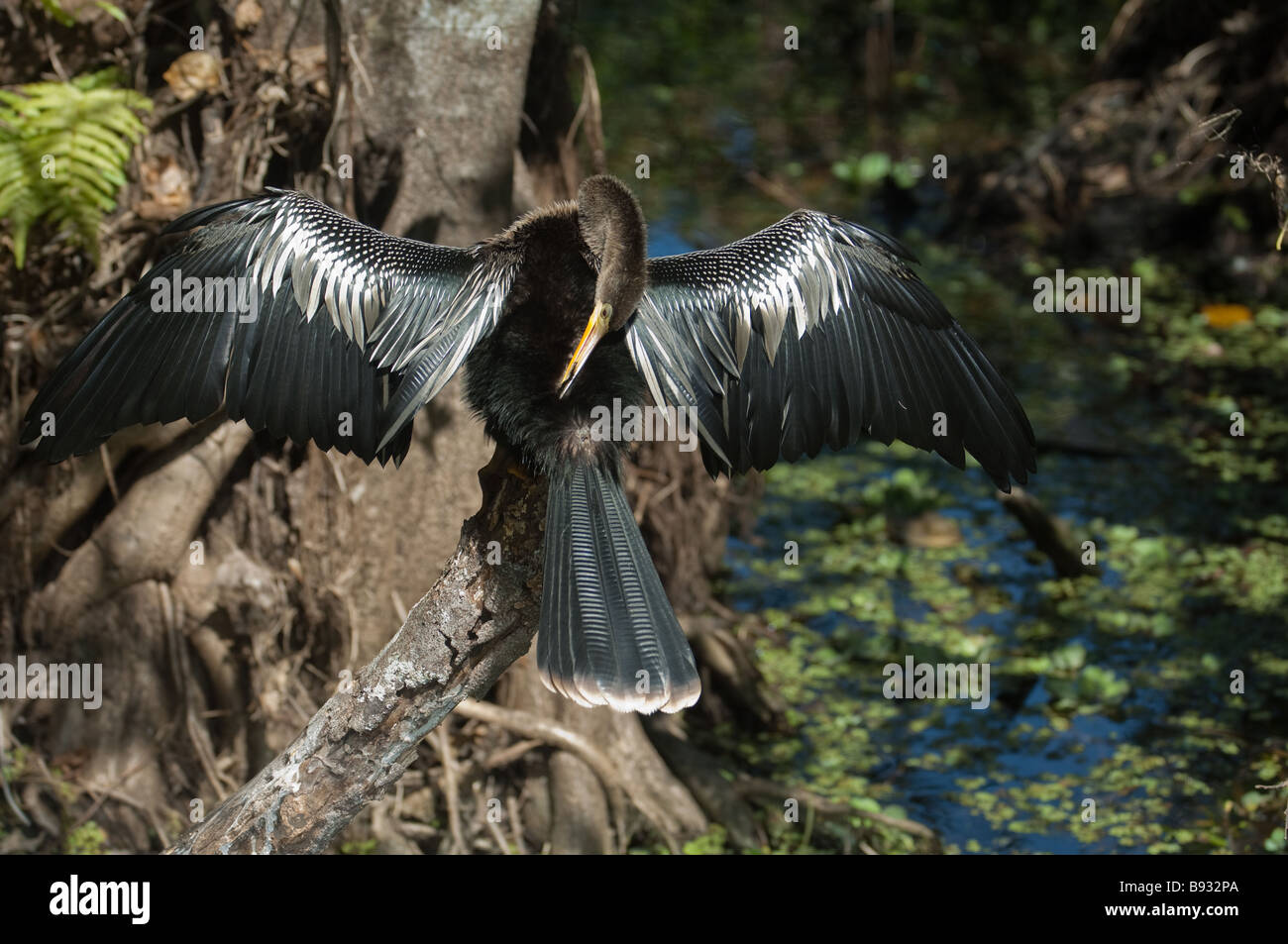 Anhinga bird hi-res stock photography and images - Alamy