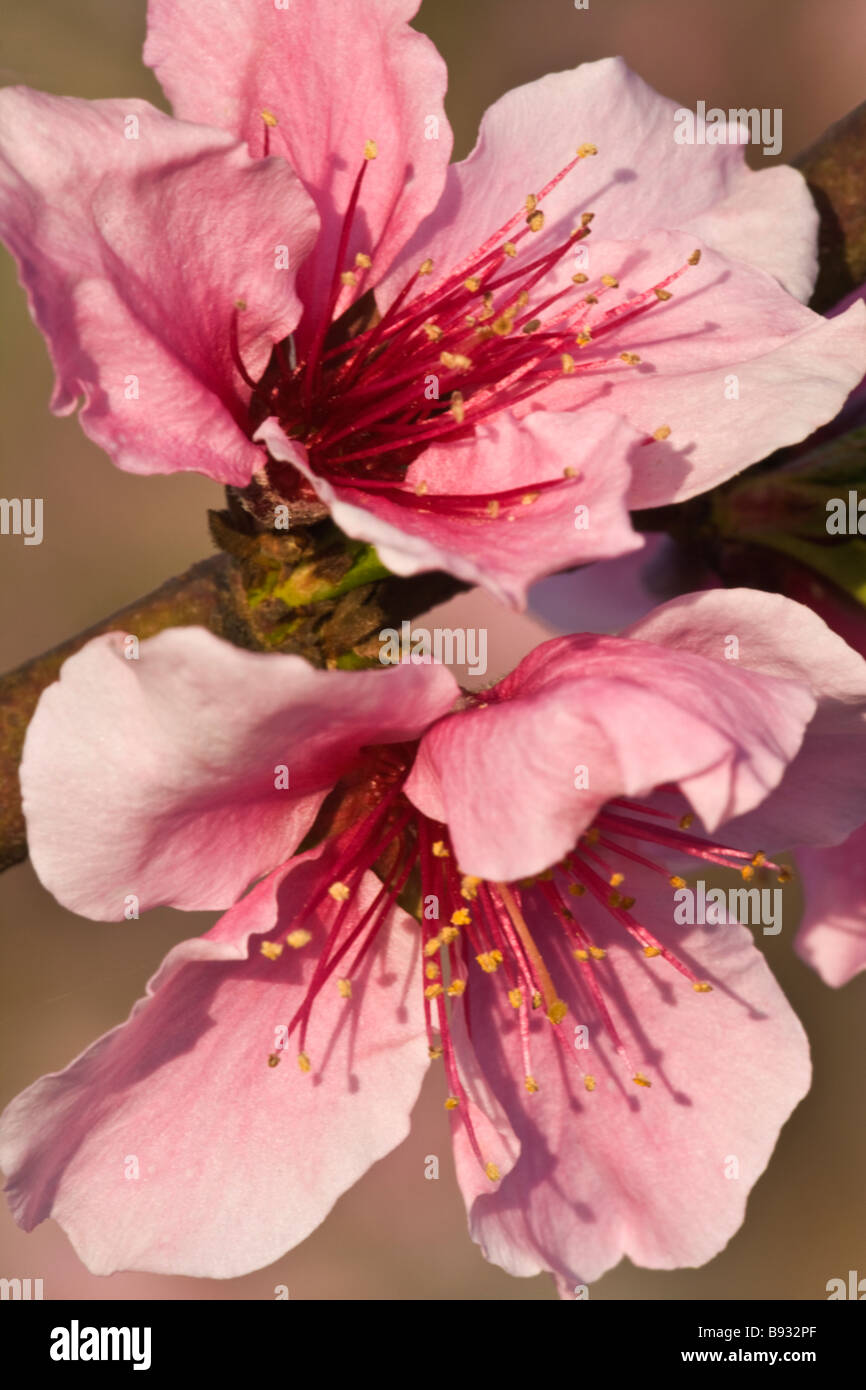 Prunus persica nectarine hi-res stock photography and images - Alamy