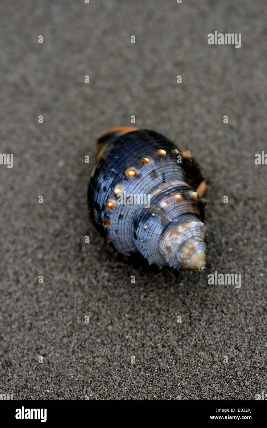shell, volcanic sand Stock Photo - Alamy