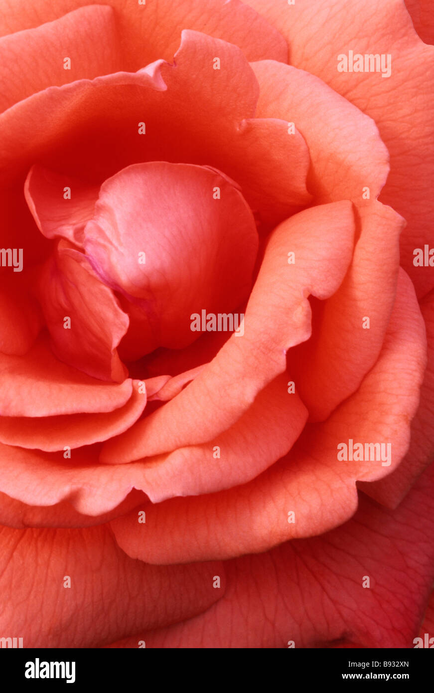 "COMMAND PERFORMANCE" HYBRID TREE ROSE. LAKE HARRIET ROSE GARDENS ...