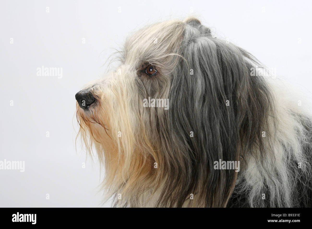 Bearded Collie 11 years old side profile Stock Photo - Alamy