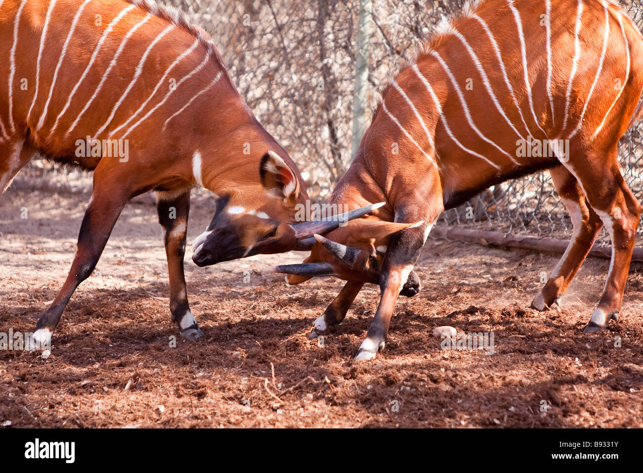 The bongo antelope hi-res stock photography and images - Alamy