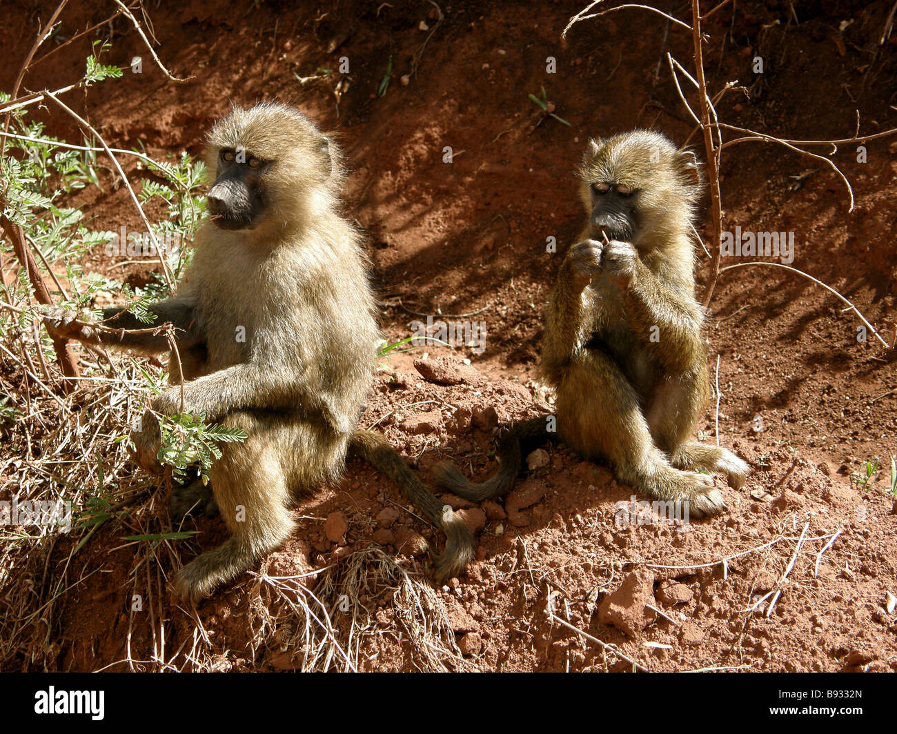 Ape of earth hi-res stock photography and images - Alamy