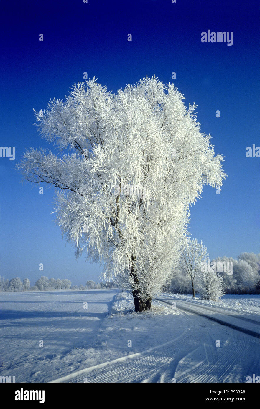 Willow with frost hi-res stock photography and images - Alamy