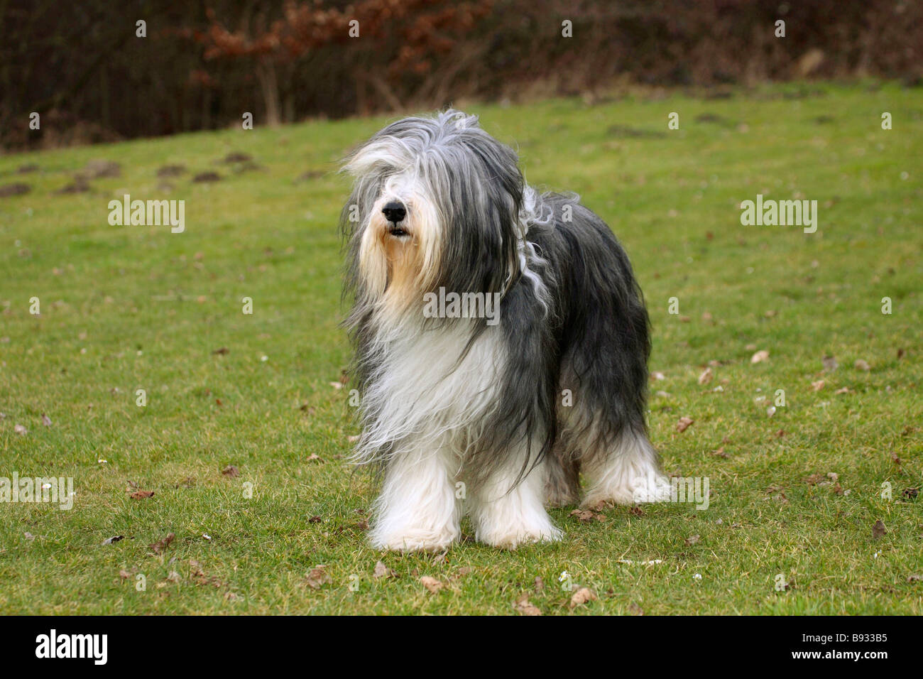 Bearded collie standing hi-res stock photography and images - Alamy