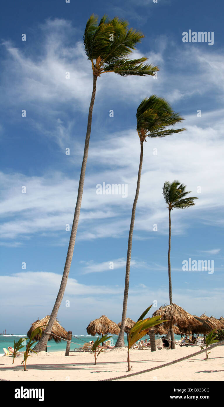 Three Tall Palm Trees Stock Photo - Alamy