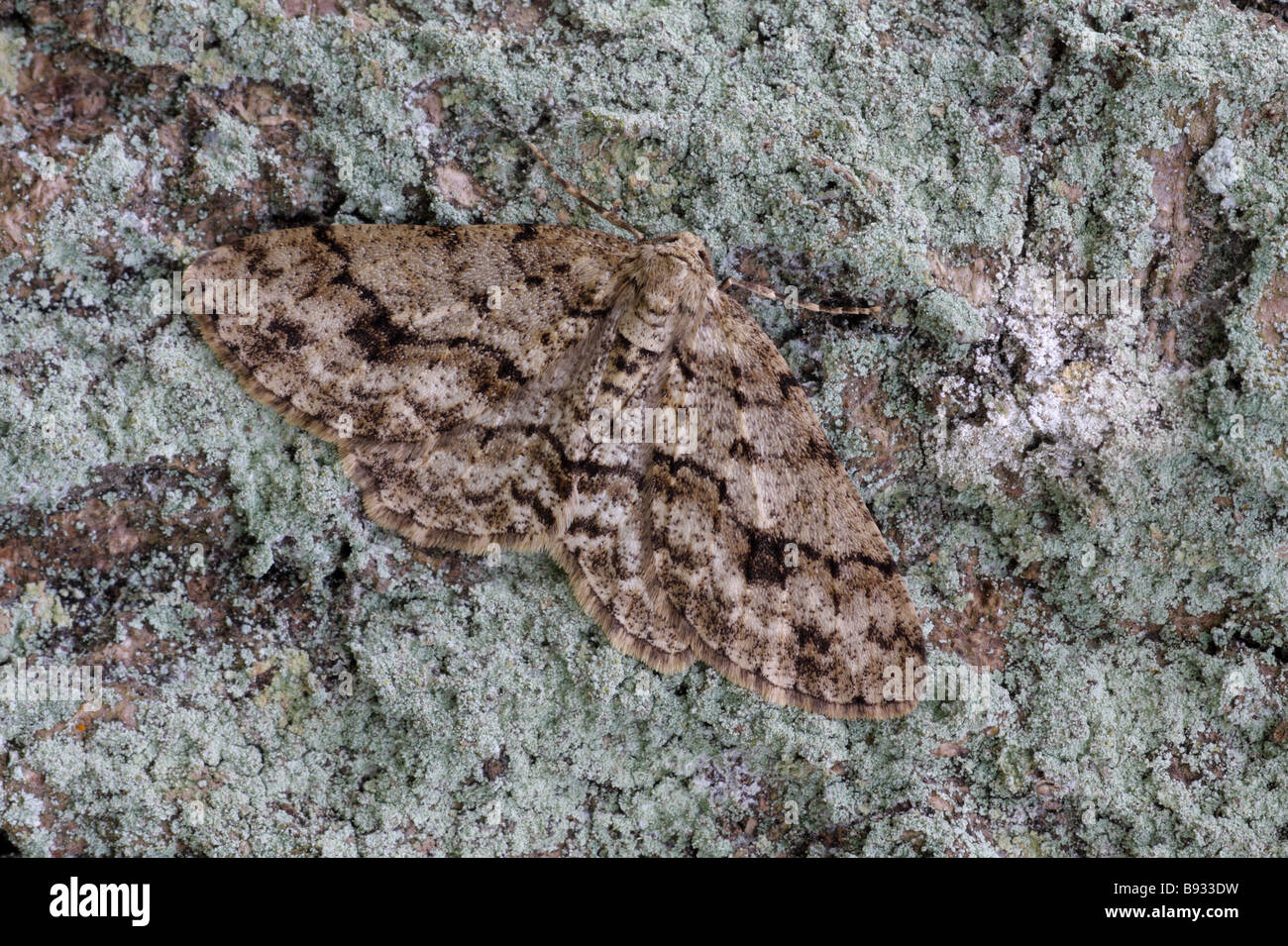 The Engrailed - Ectropis bistortata Stock Photo - Alamy