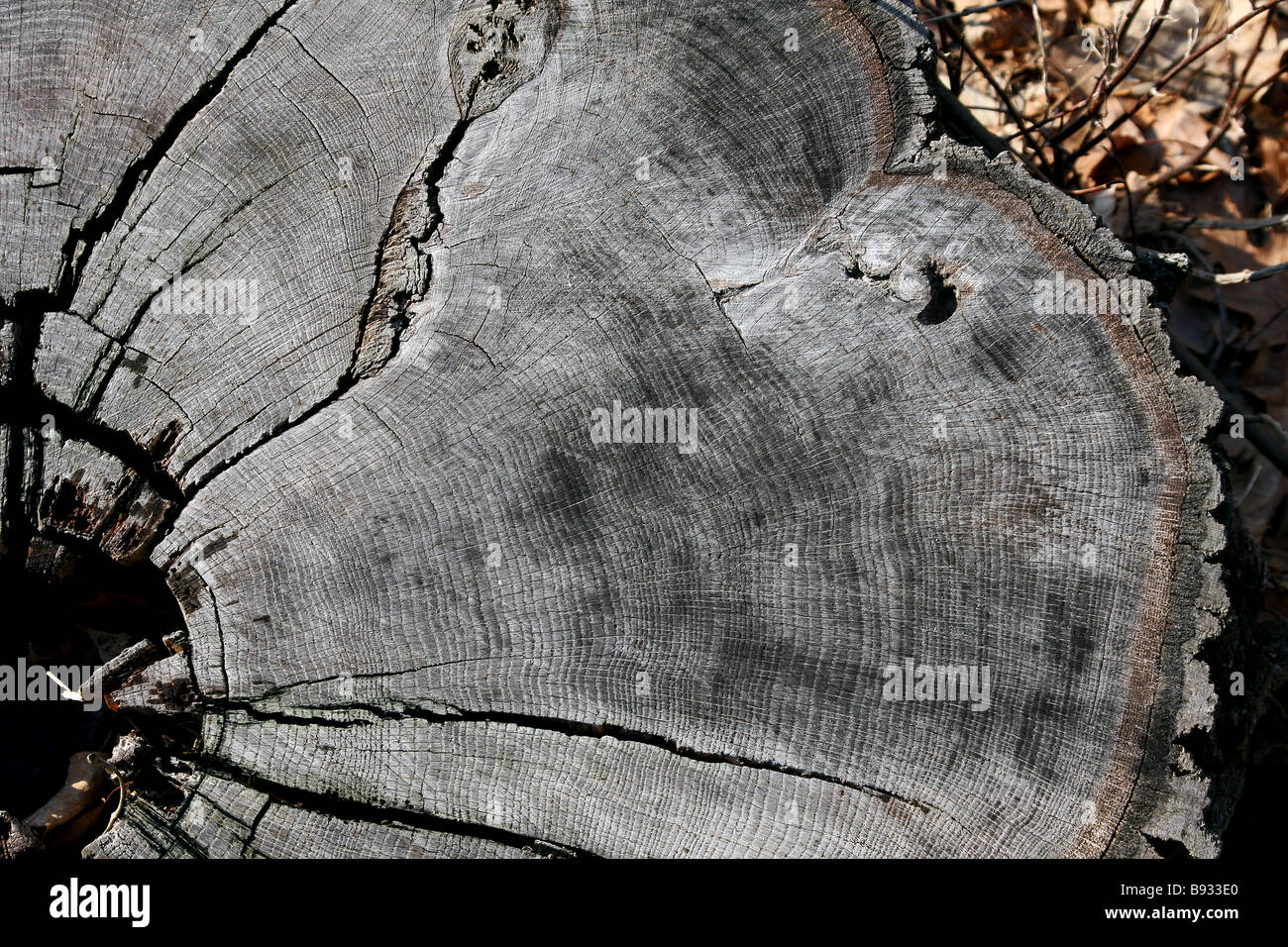 Cambium layer hi-res stock photography and images - Alamy