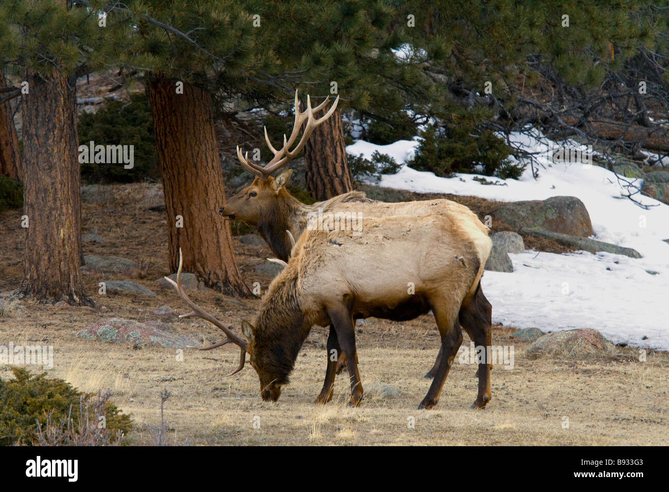 Two elk mating elk in hi-res stock photography and images - Alamy