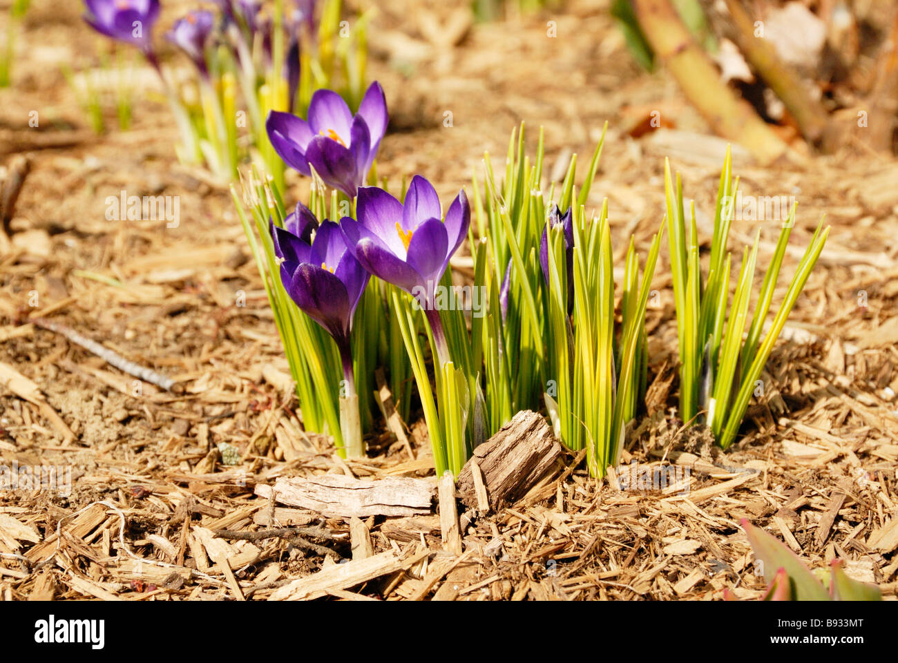 Spring flower crocus grows hi-res stock photography and images - Alamy