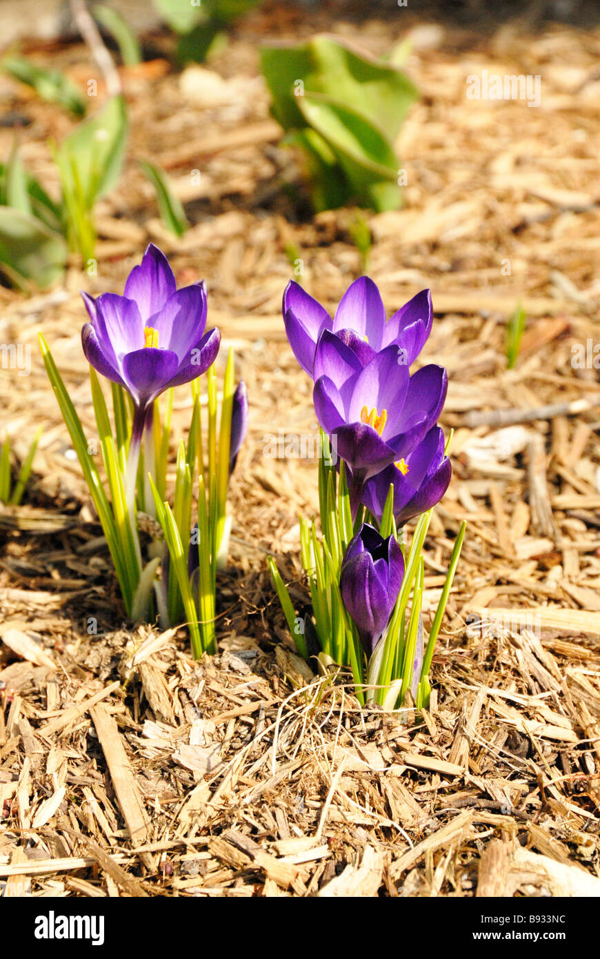 Group of flowers growing hi-res stock photography and images - Alamy