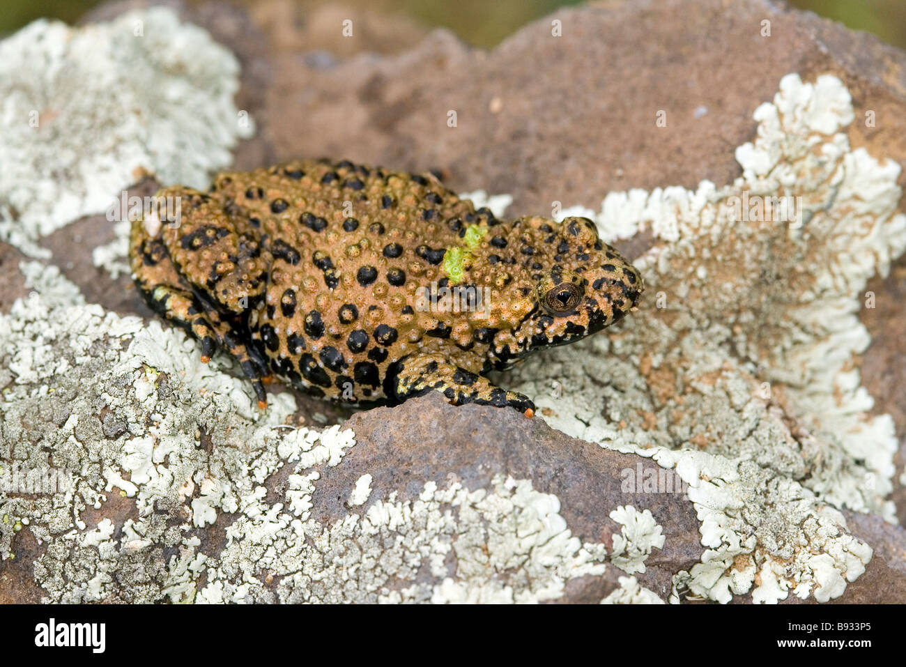 European Fire-bellied Toad Stock Photo - Alamy