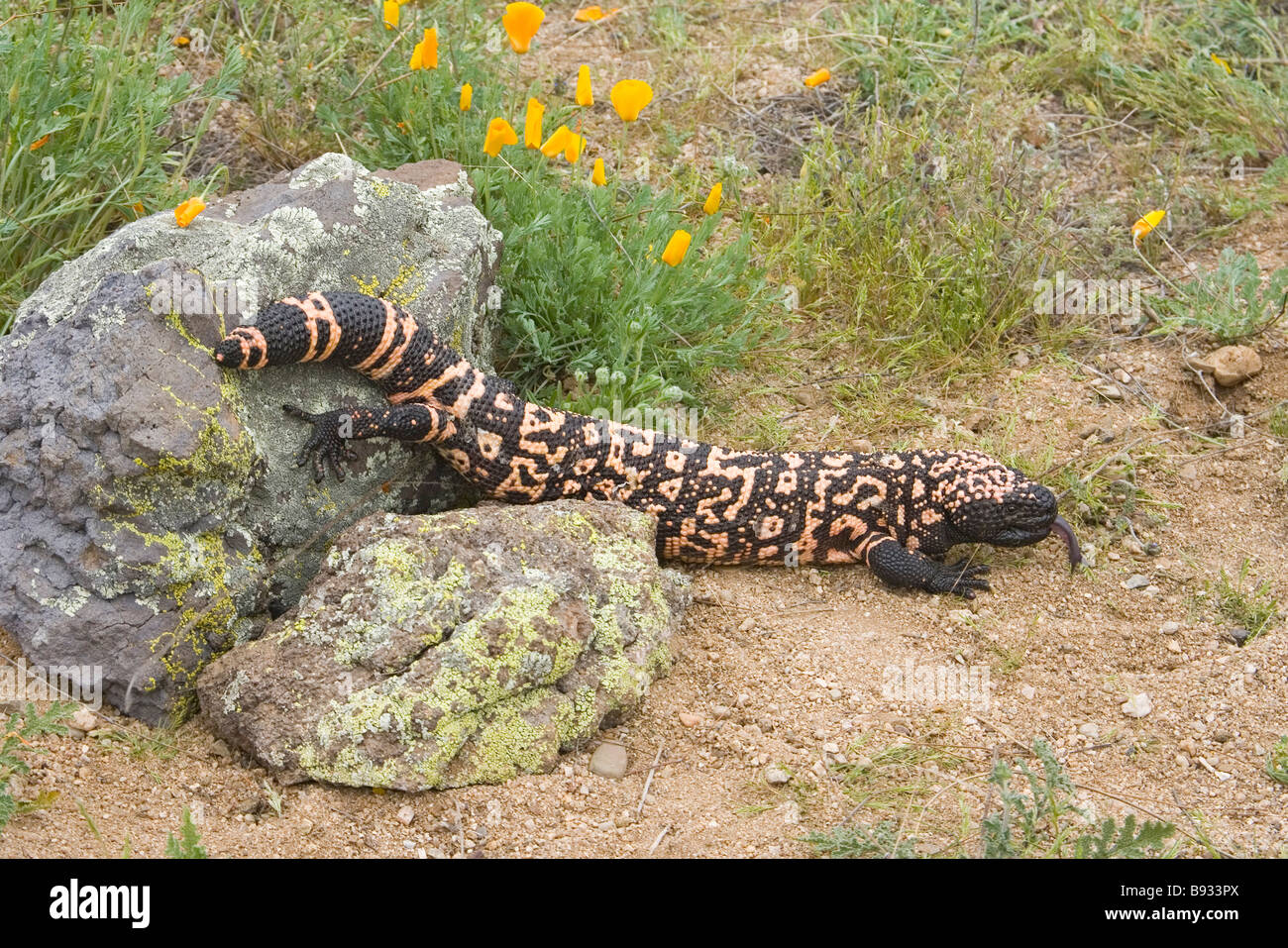 Gila monster hi-res stock photography and images - Alamy