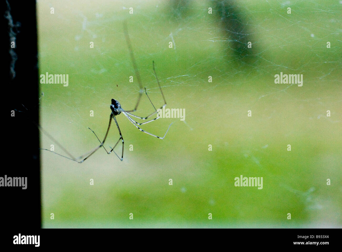 spider and cobweb Stock Photo - Alamy