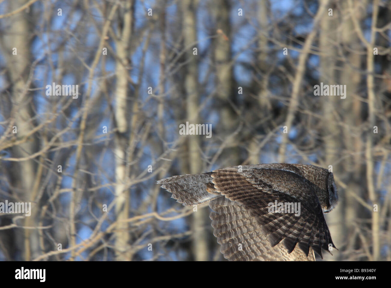Great Grey Owl in Tree Canada Stock Photo - Alamy