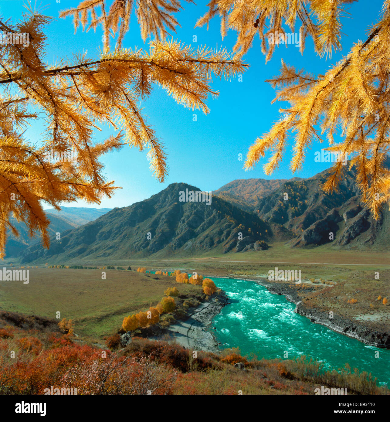 The wither tree hi-res stock photography and images - Alamy
