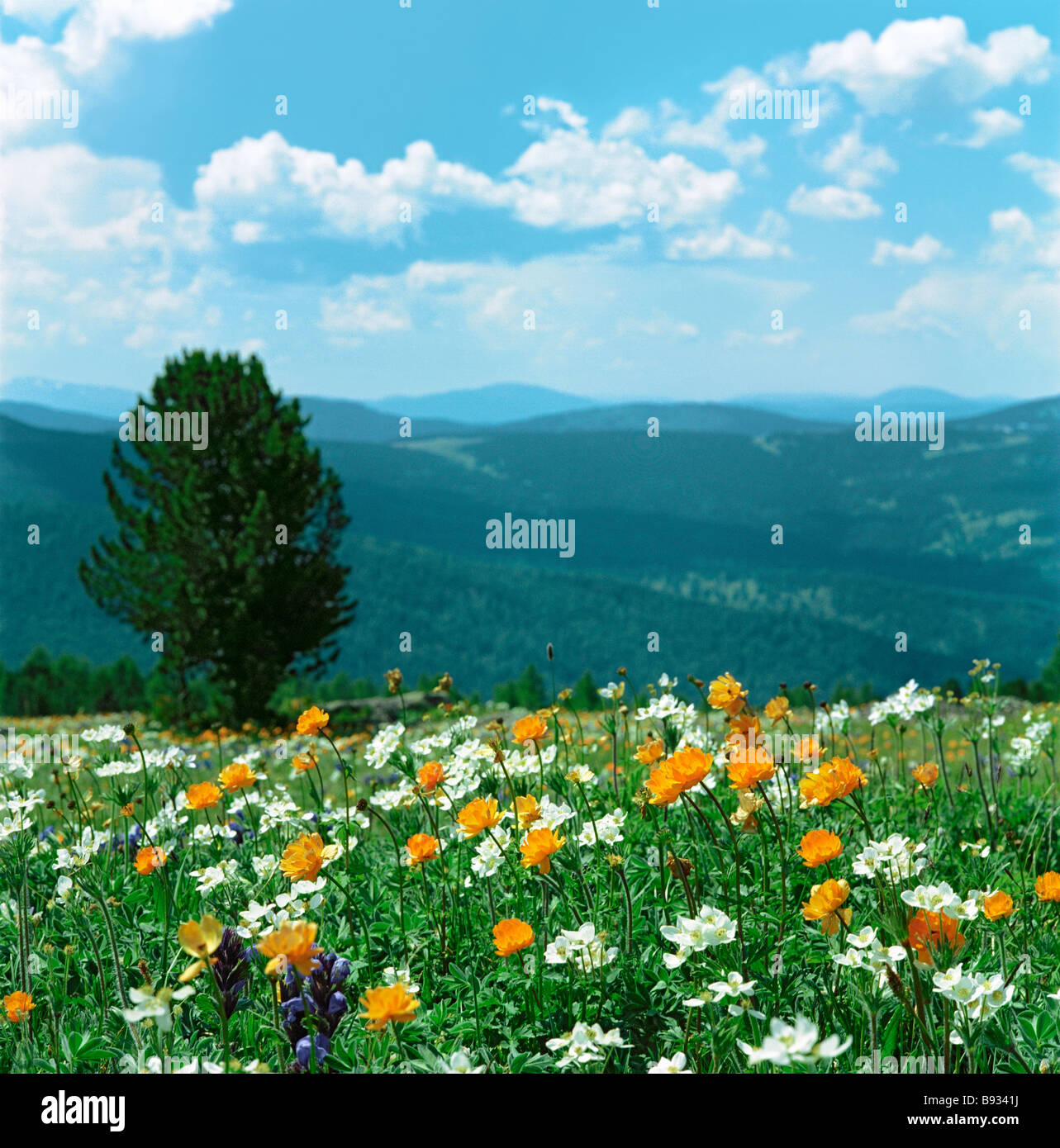 Alpine meadow on the Seminsky Pass, the Altai Mountains, Siberia ...