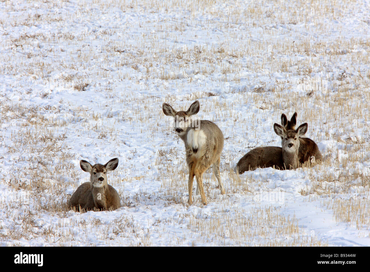 Whitetail Deer in Winter Stock Photo - Alamy