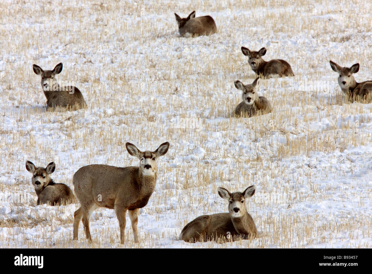 Whitetail Deer in Winter Stock Photo - Alamy