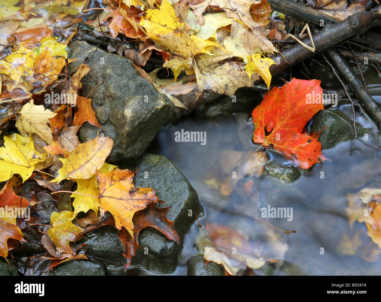 Forest stream bed hi-res stock photography and images - Alamy