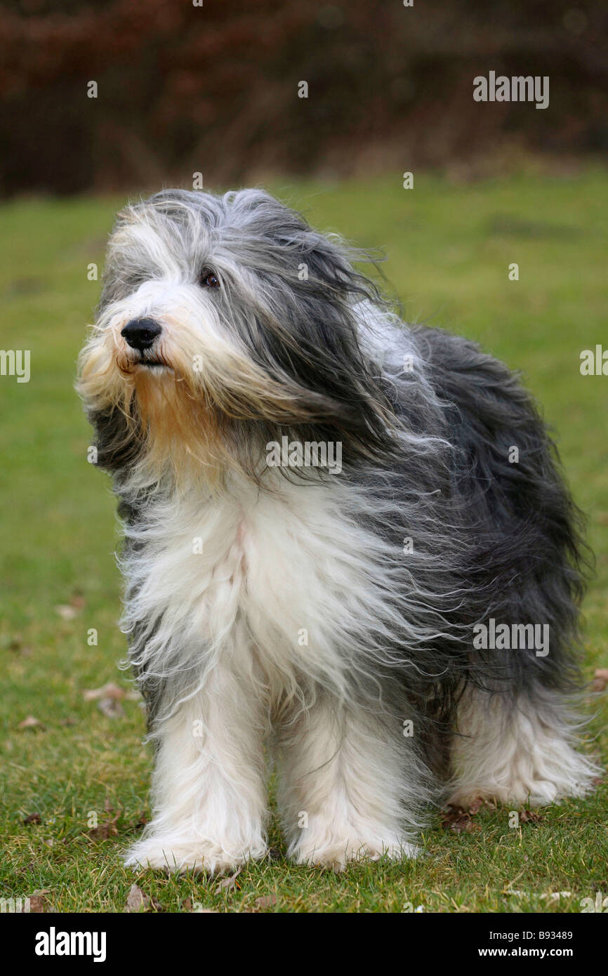 Bearded collie standing hi-res stock photography and images - Alamy
