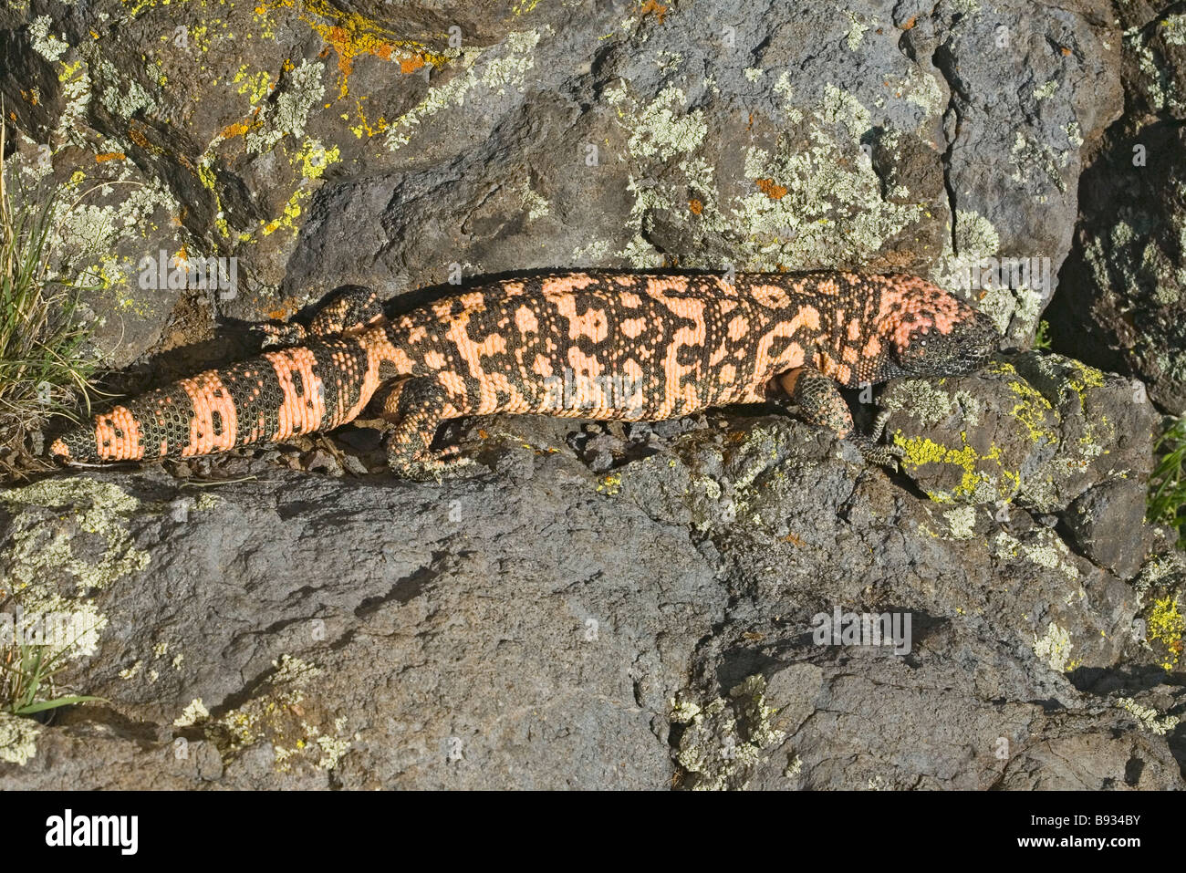 Gila monster lizard hi-res stock photography and images - Alamy
