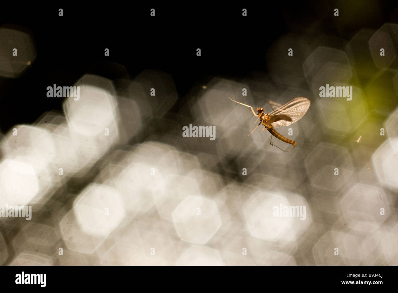 Fly of the dead hi-res stock photography and images - Alamy