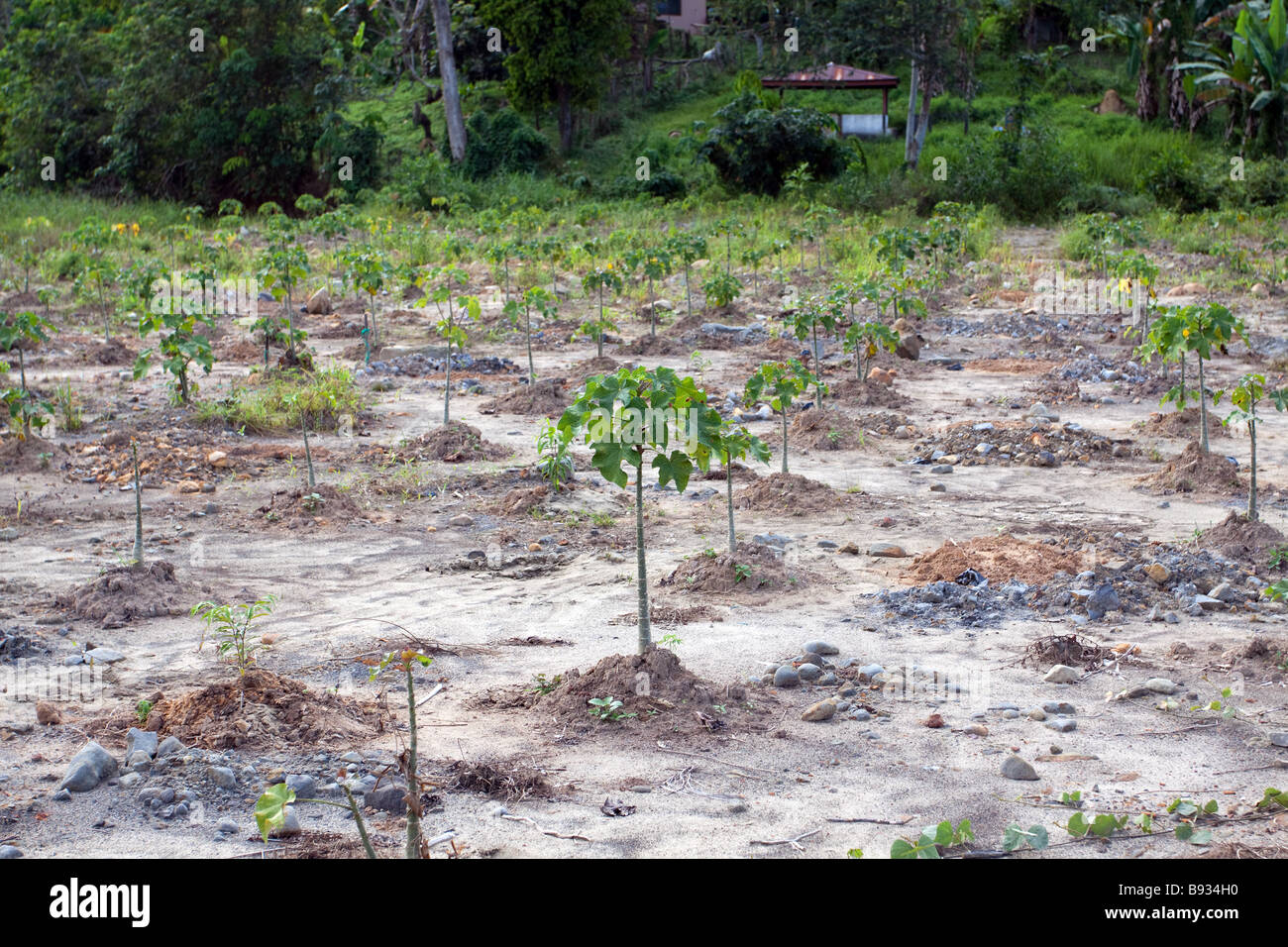 Jatropha Curcas a plant grown for biodiesel Stock Photo - Alamy