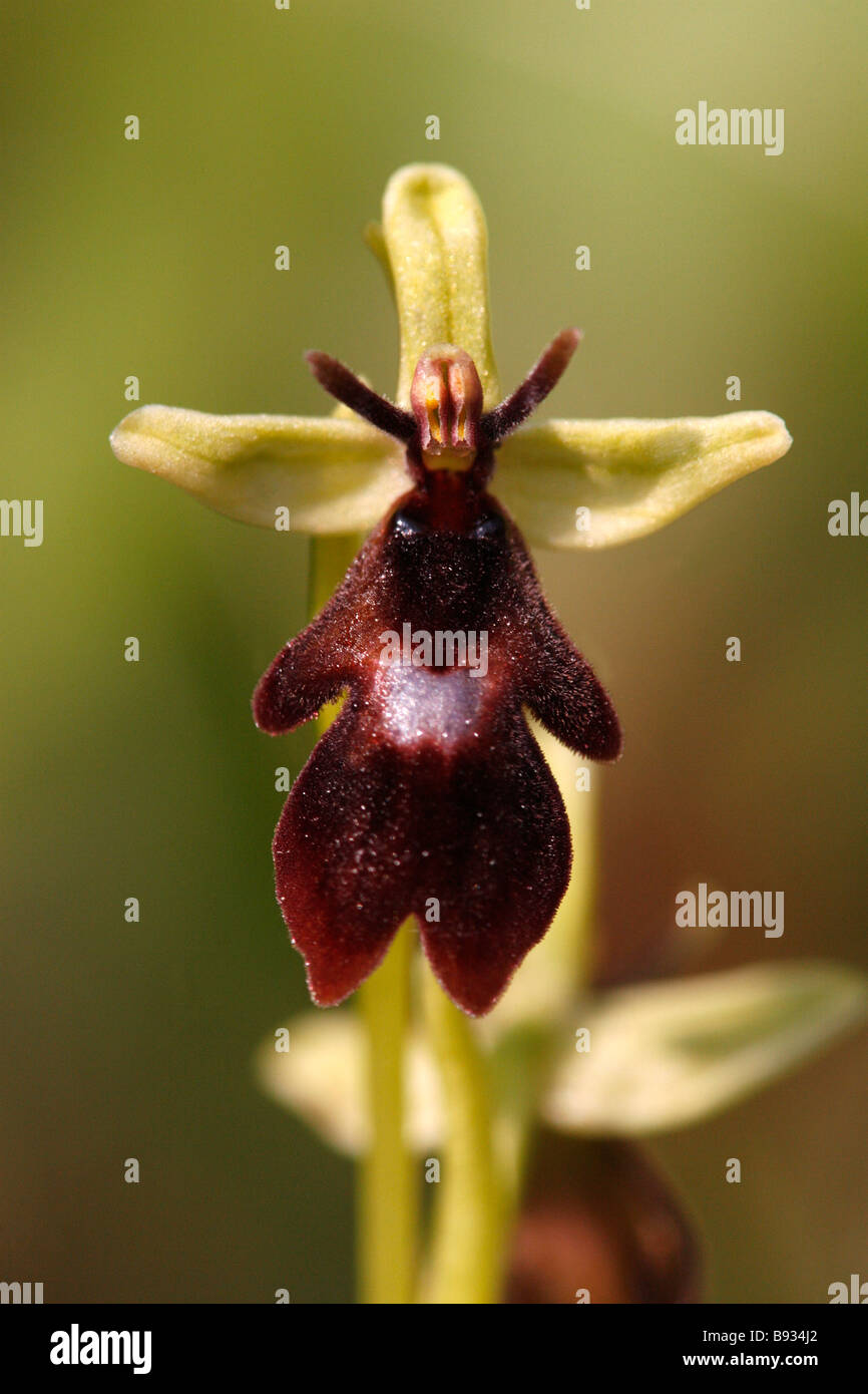 FLY ORCHID Orphrys insectifera Stock Photo - Alamy