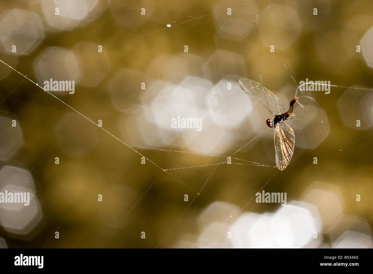 May Fly insect Stock Photo - Alamy