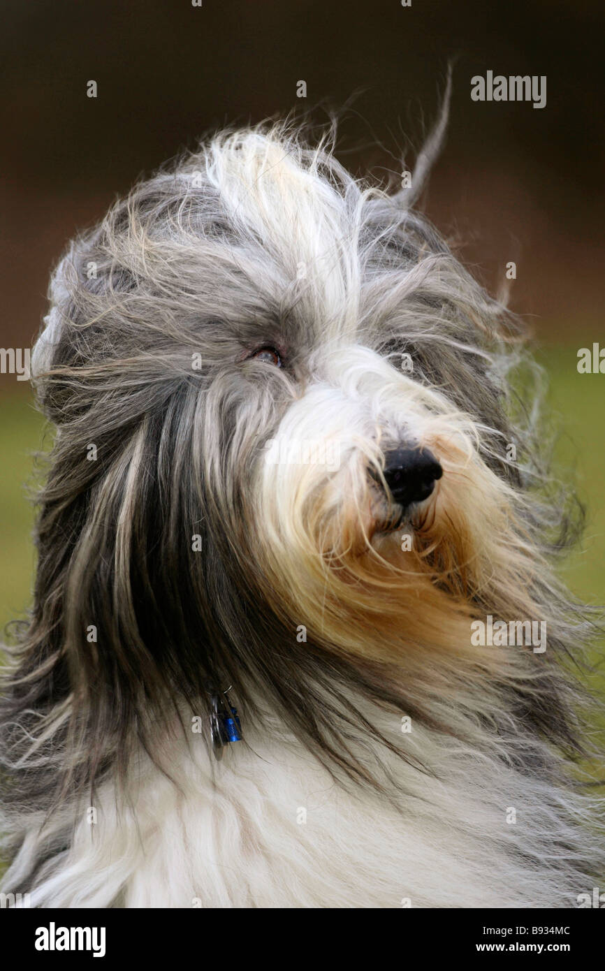 Bearded collie portrait hi-res stock photography and images - Alamy