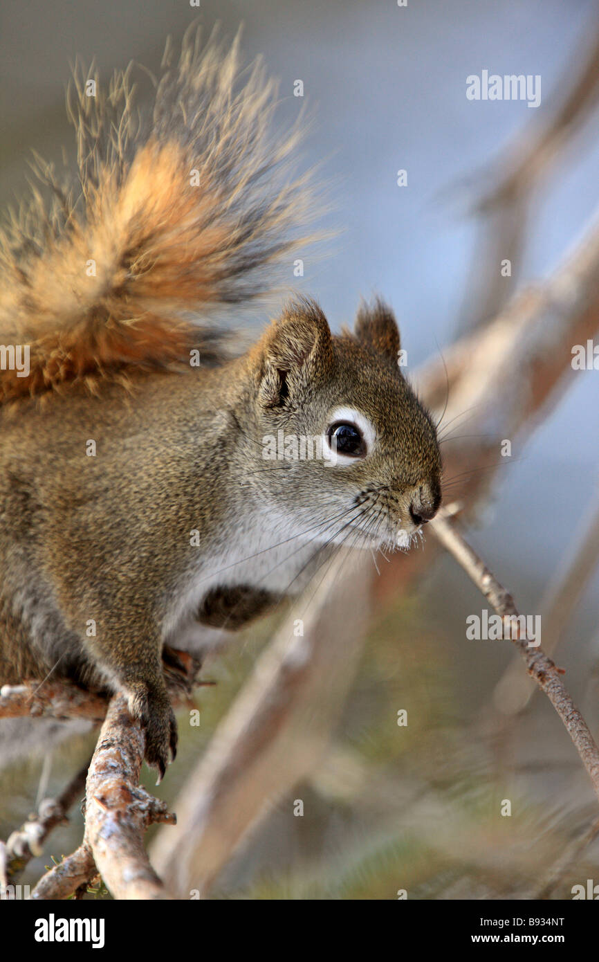Red Squirrel in Winter Canada Stock Photo - Alamy