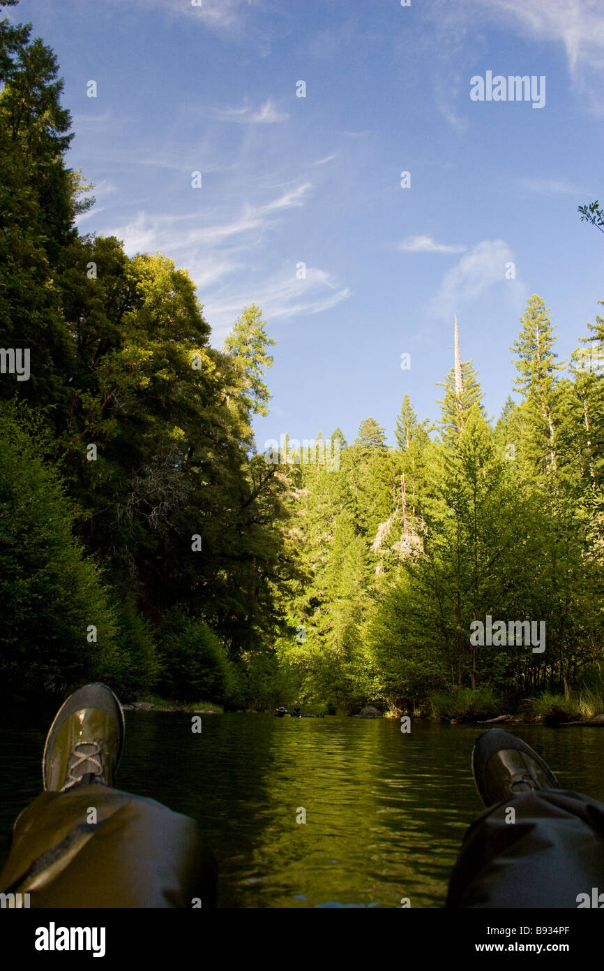Looking up toward the sky while floating down the Eel River Stock Photo ...