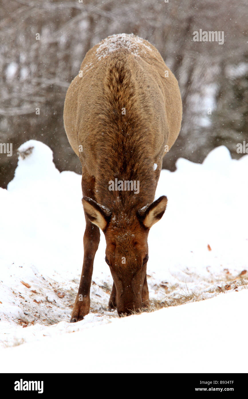 Elk in Winter Canada Stock Photo - Alamy